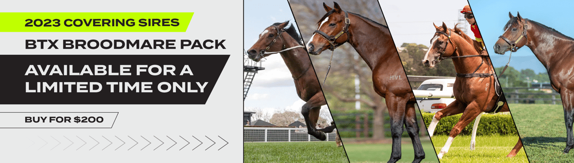 Racing Insights, Breeding Pack News, Trainer Features, and More! - BTX ...